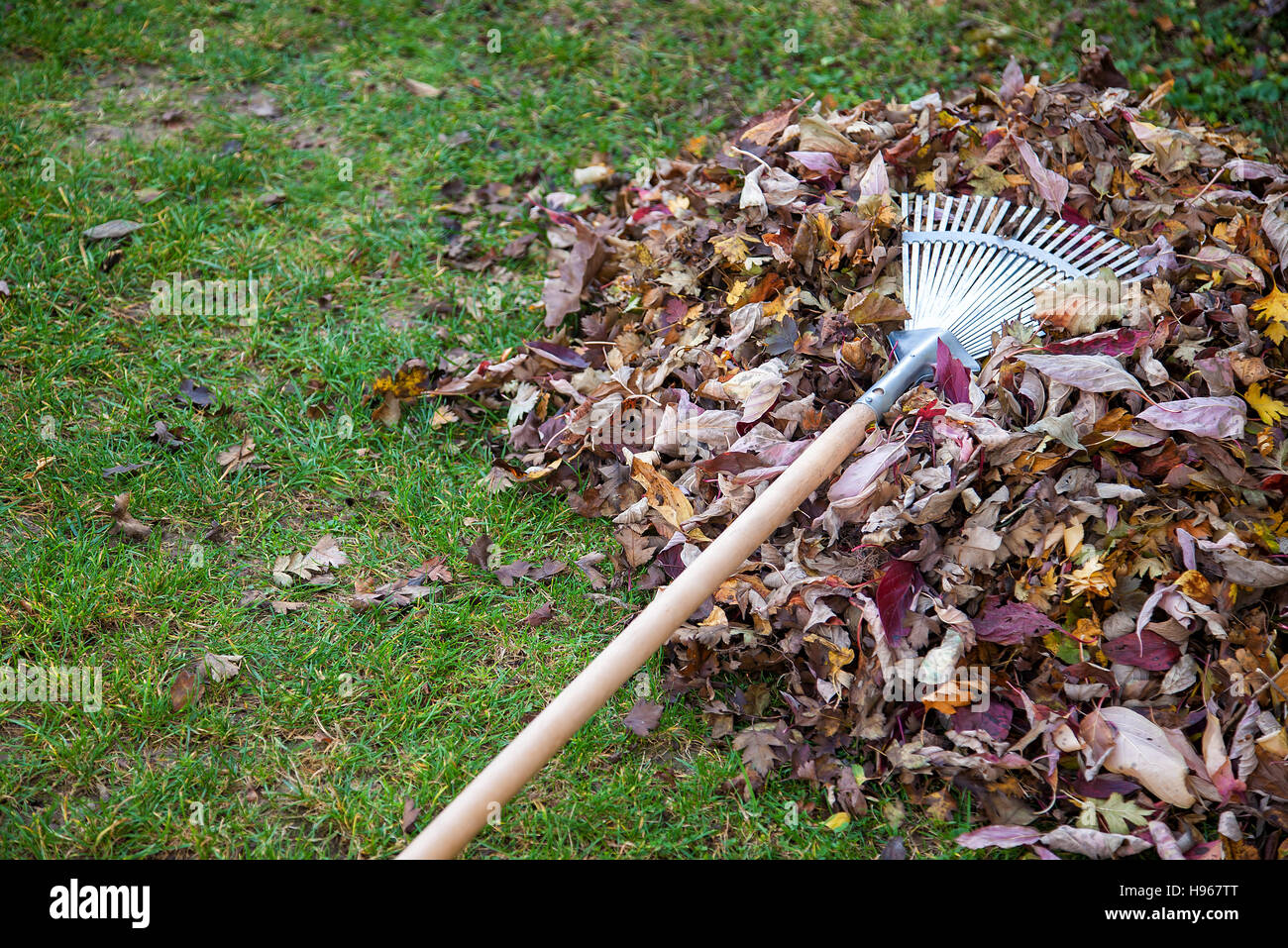 Rake on a pile of leaves Stock Photo - Alamy