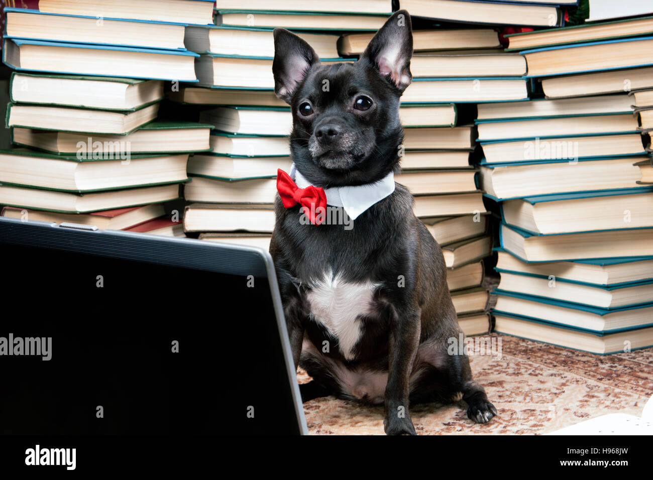 Dog with laptop and books Stock Photo - Alamy
