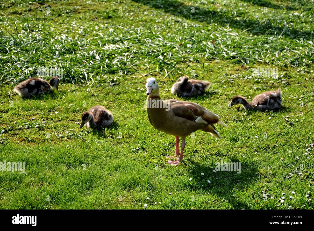 Baby goose hi-res stock photography and images - Alamy