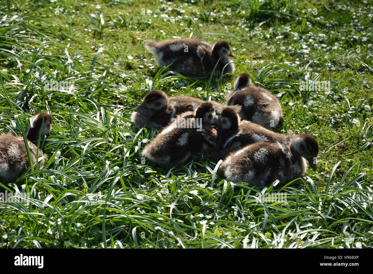 Wild gosling``s snuggle on the meadow Stock Photo - Alamy