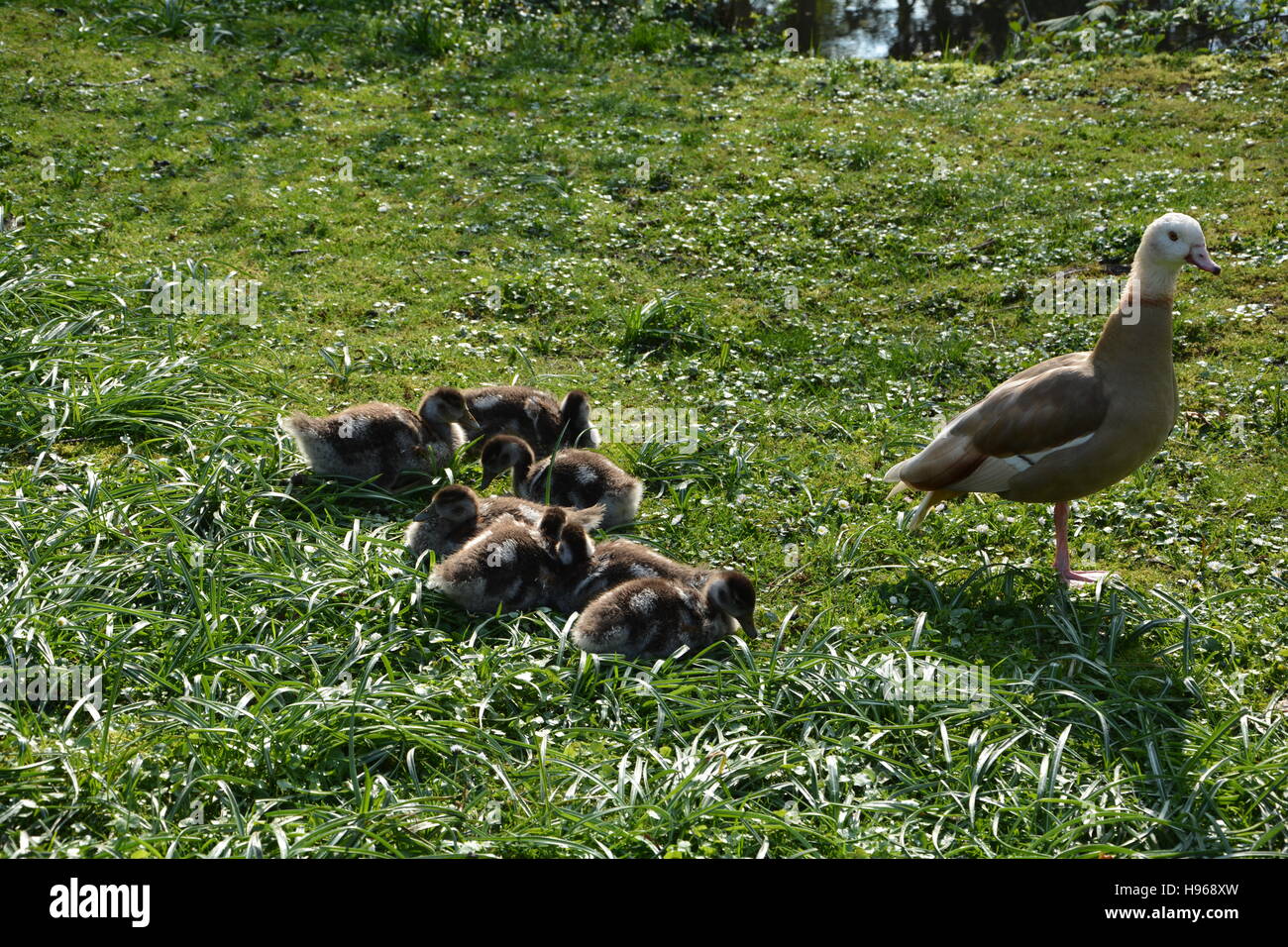 Wild gosling``s snuggle on the meadow Stock Photo - Alamy