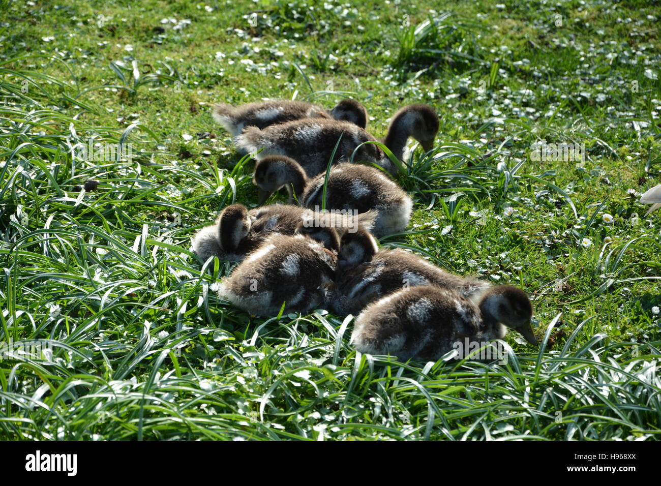 Wild geese fledgling snuggle on the meadow Stock Photo - Alamy