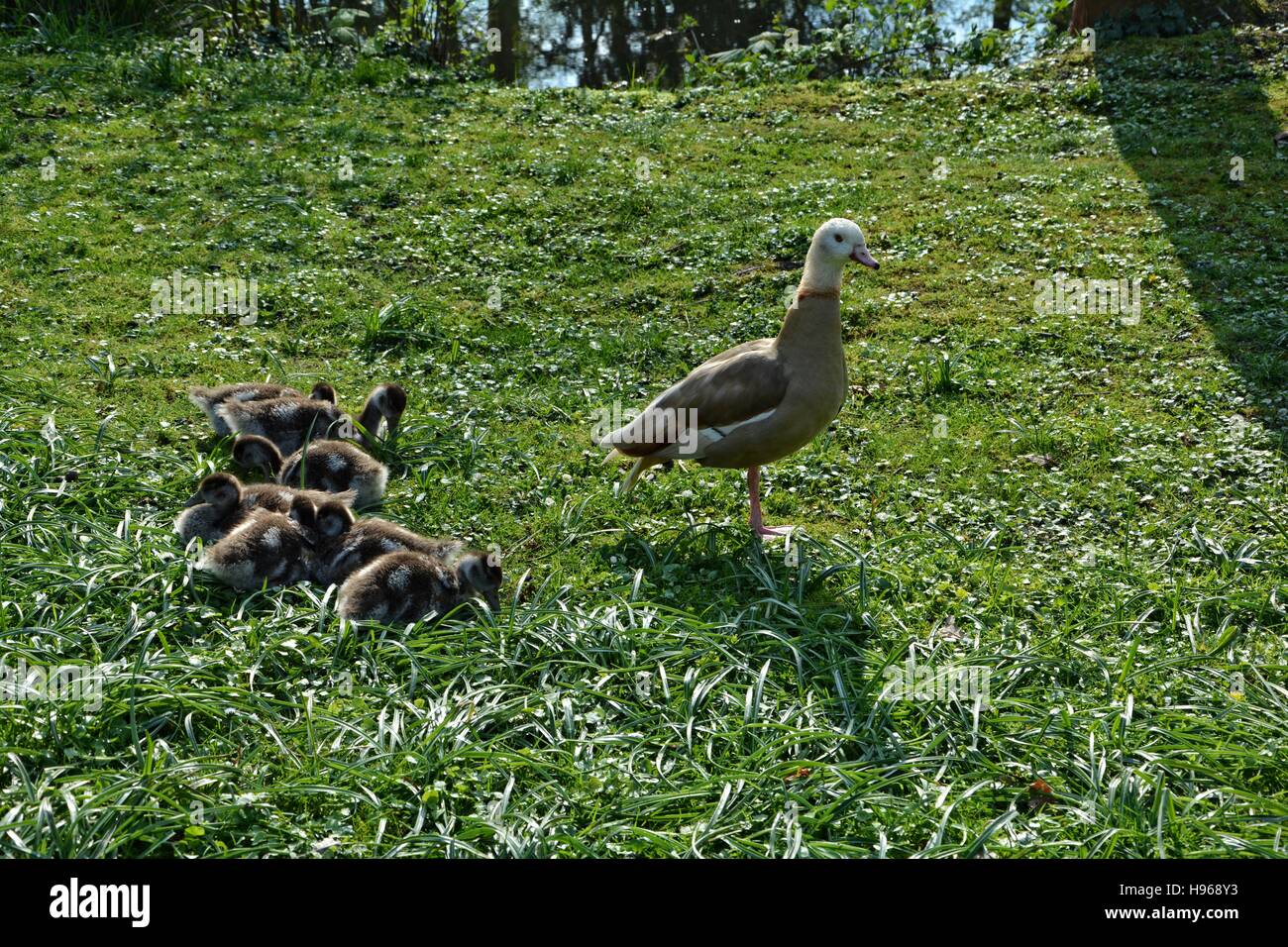 Wild gosling``s snuggle on the meadow Stock Photo - Alamy