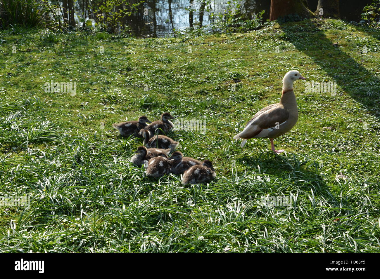 Wild gosling``s snuggle on the meadow Stock Photo - Alamy