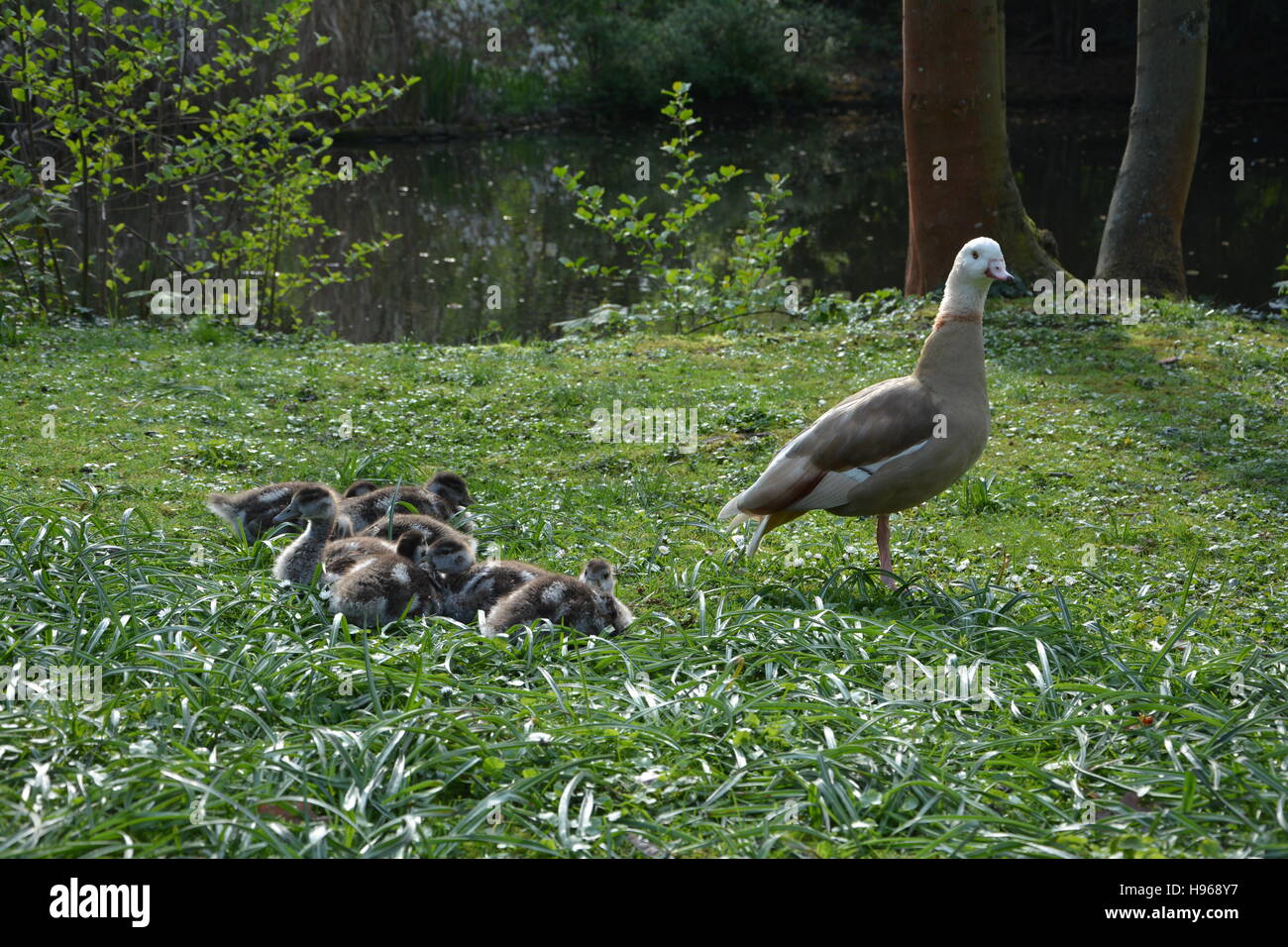 Wild gosling``s snuggle on the meadow Stock Photo - Alamy