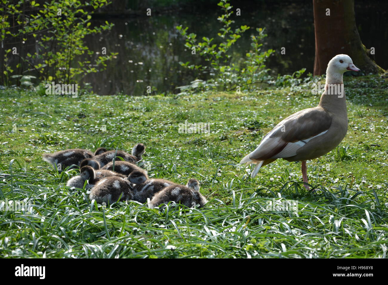 Wild gosling``s snuggle on the meadow Stock Photo - Alamy