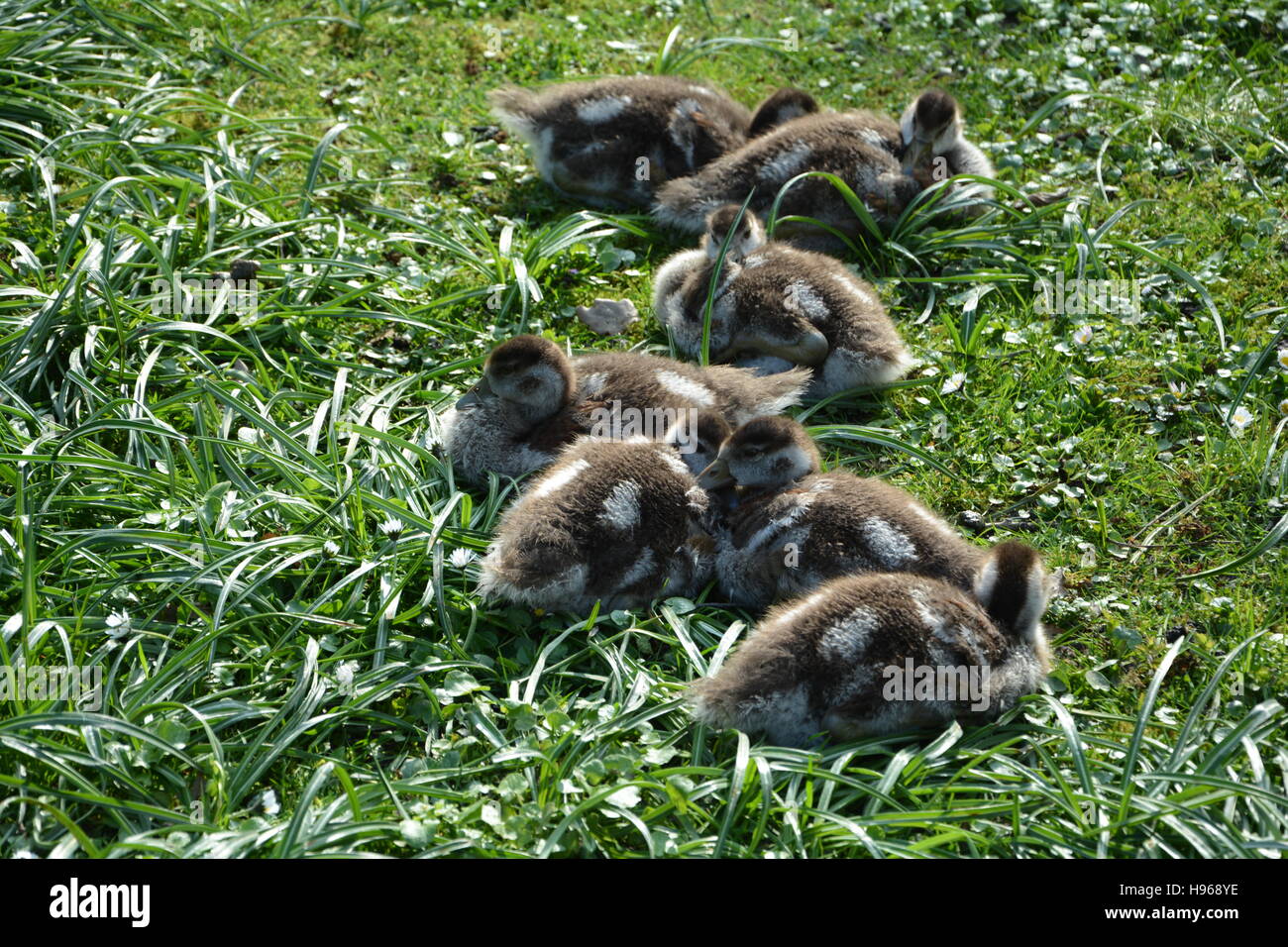 Wild geese fledgling snuggle on the meadow Stock Photo - Alamy