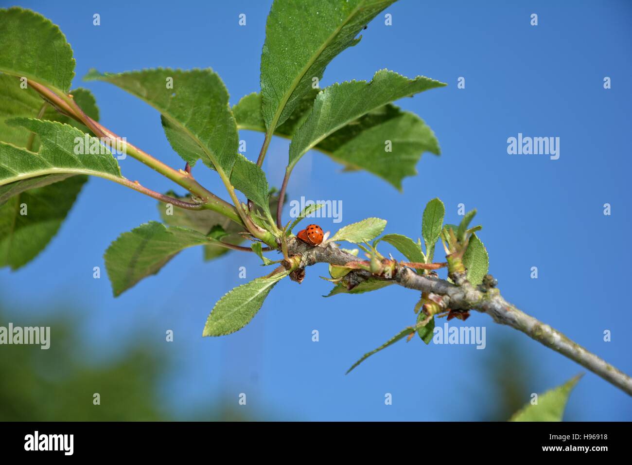 Dear mating hi-res stock photography and images - Alamy