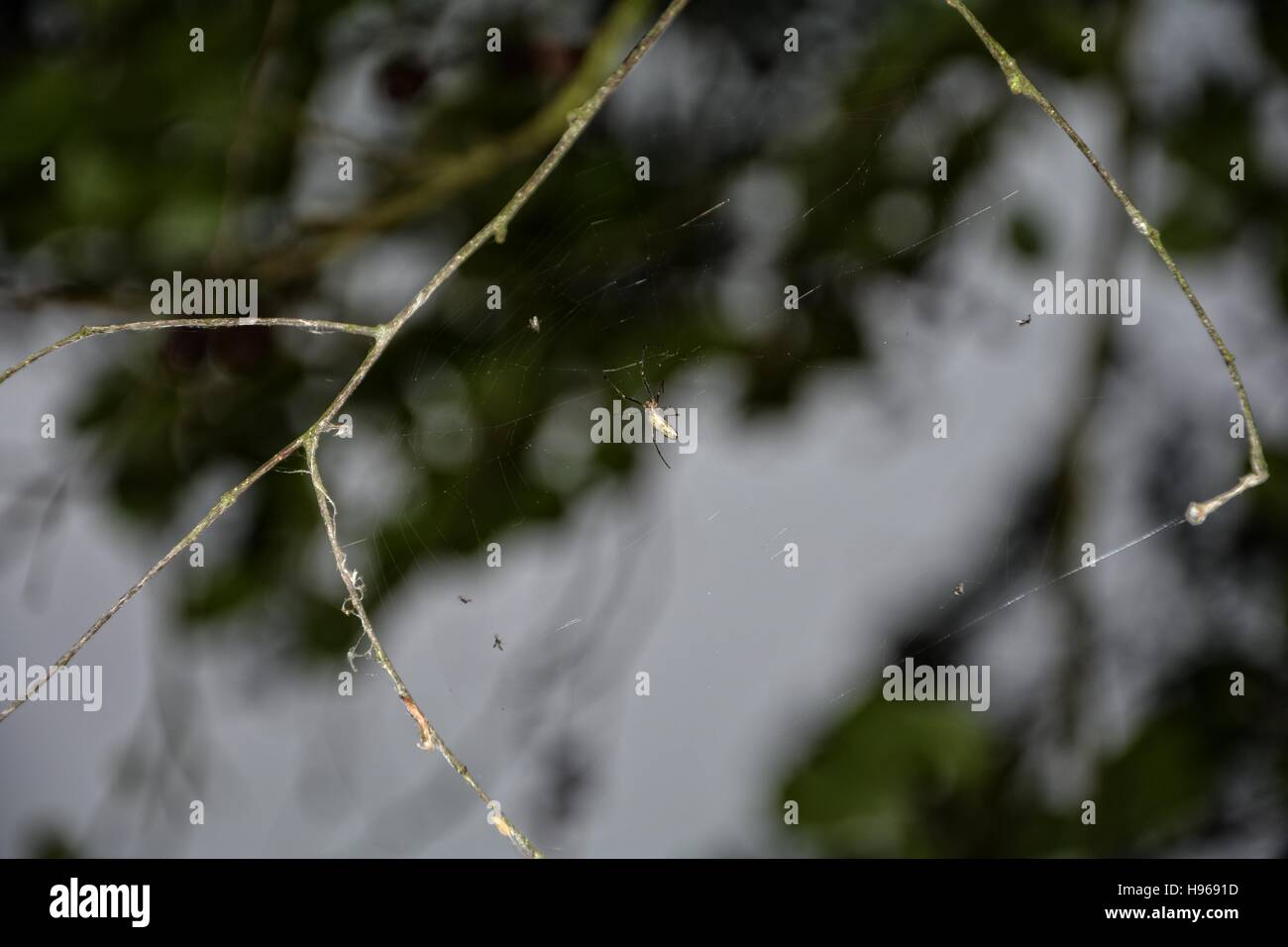 Spider net hi-res stock photography and images - Alamy