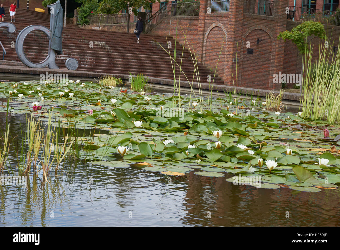 Water lily in a public pool Stock Photo - Alamy