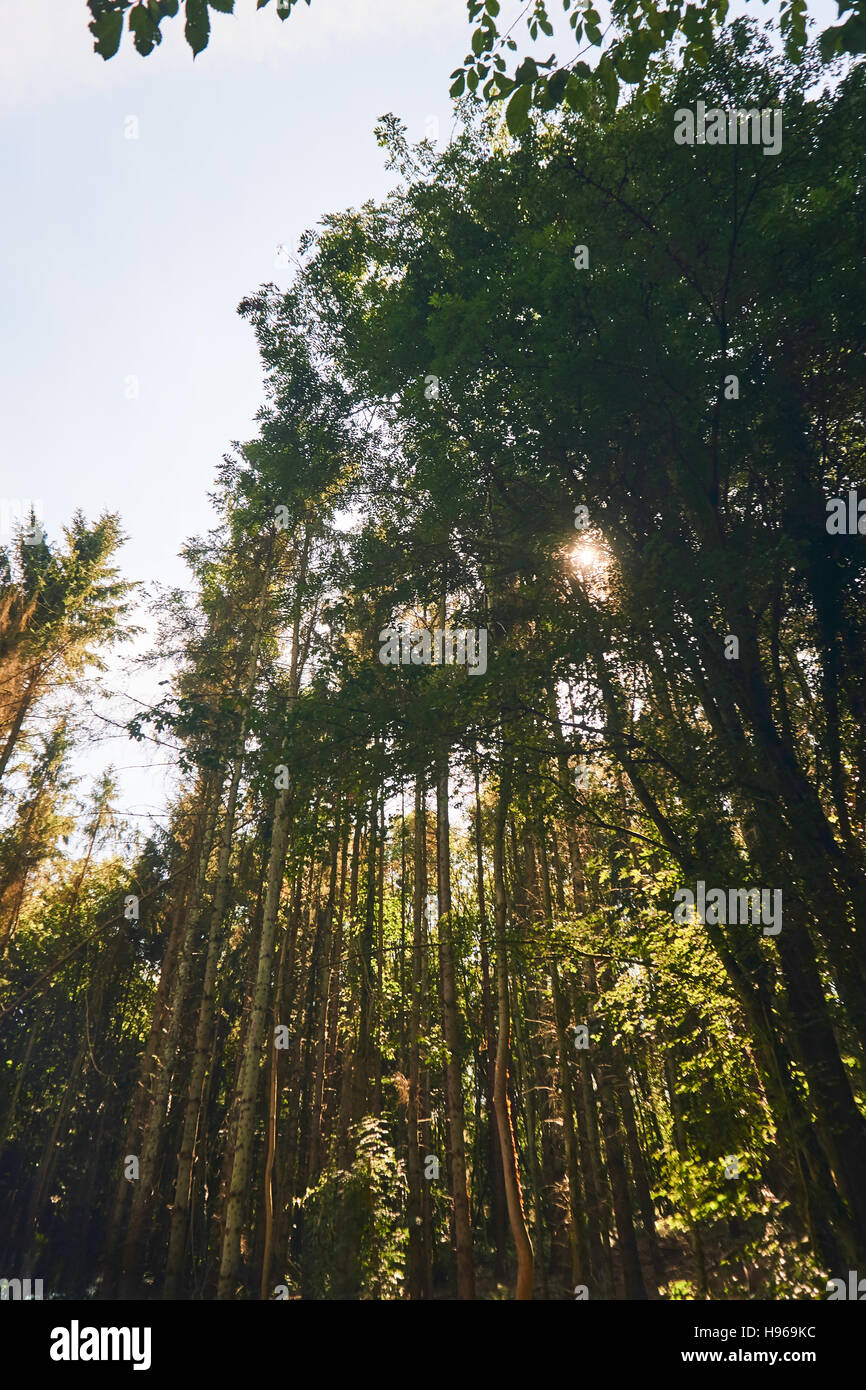 Course river between trees hi-res stock photography and images - Alamy