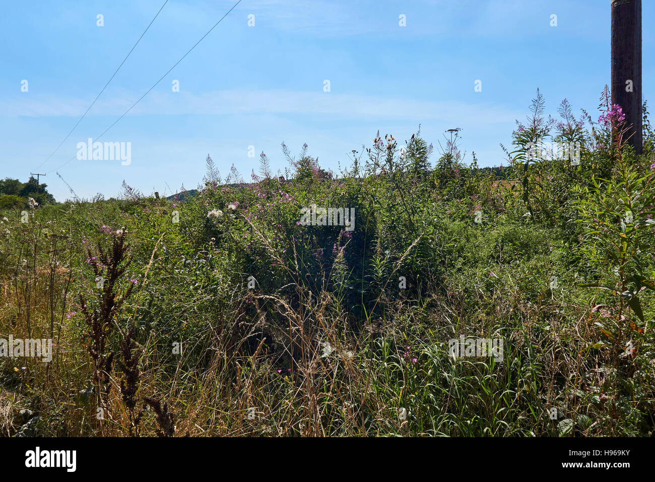Beautiful pink flowers on bushes hi-res stock photography and images ...