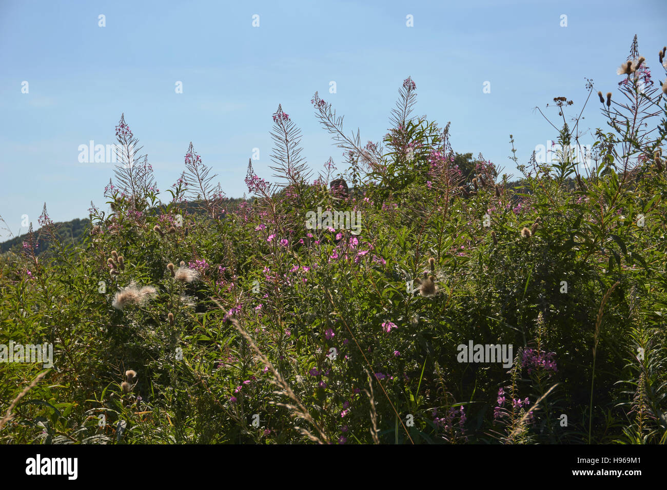 Flowers falling over hi-res stock photography and images - Alamy