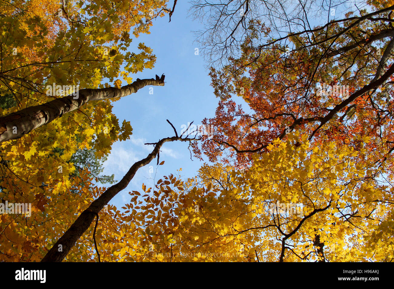 Colorful Autumn trees in woods Canada Stock Photo - Alamy