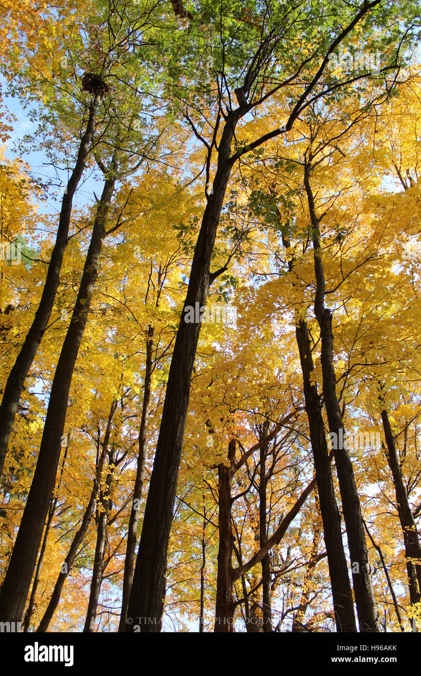 Colorful Autumn trees in woods Canada Stock Photo - Alamy