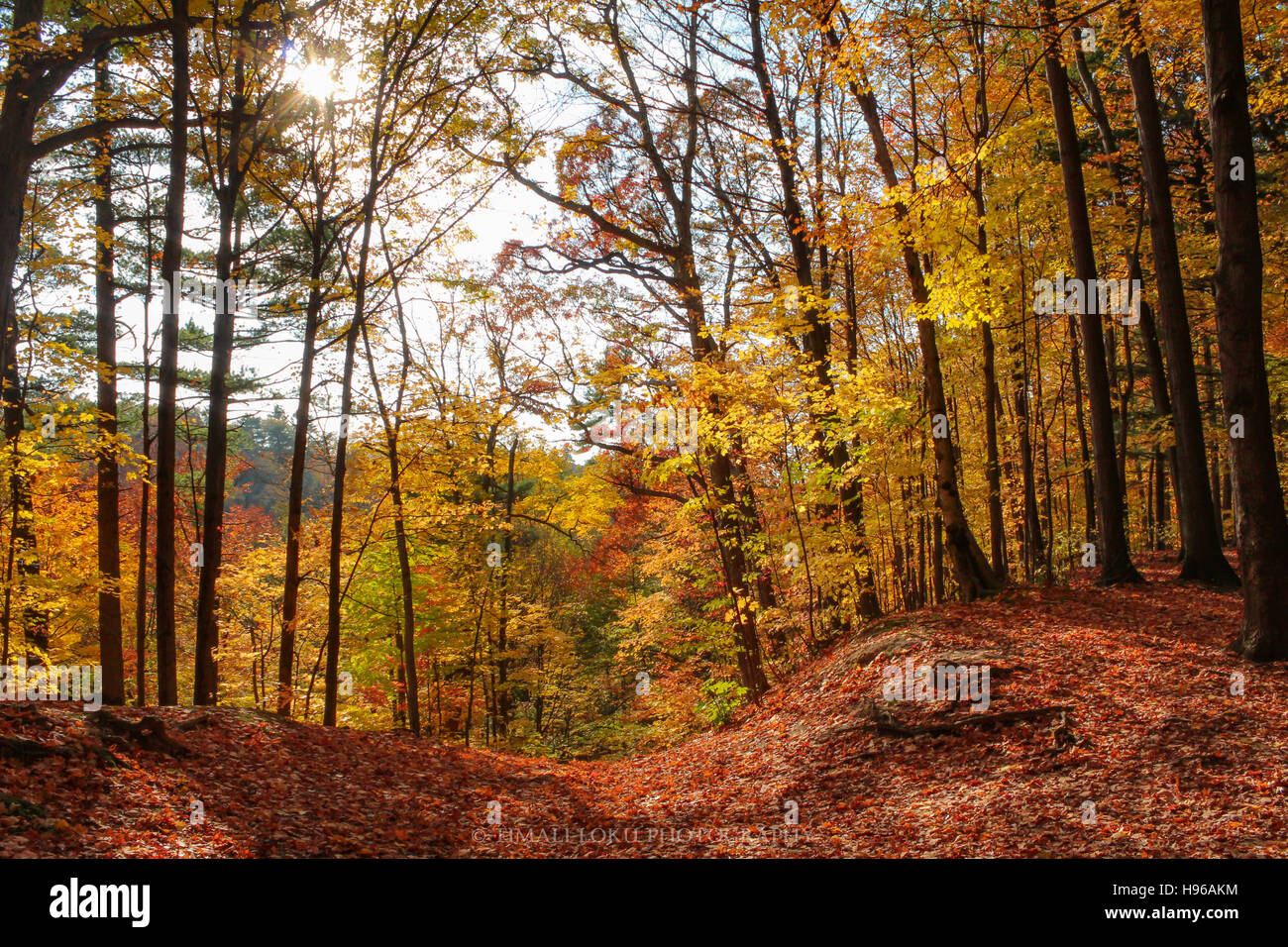 Colorful Autumn trees in woods Canada Stock Photo - Alamy
