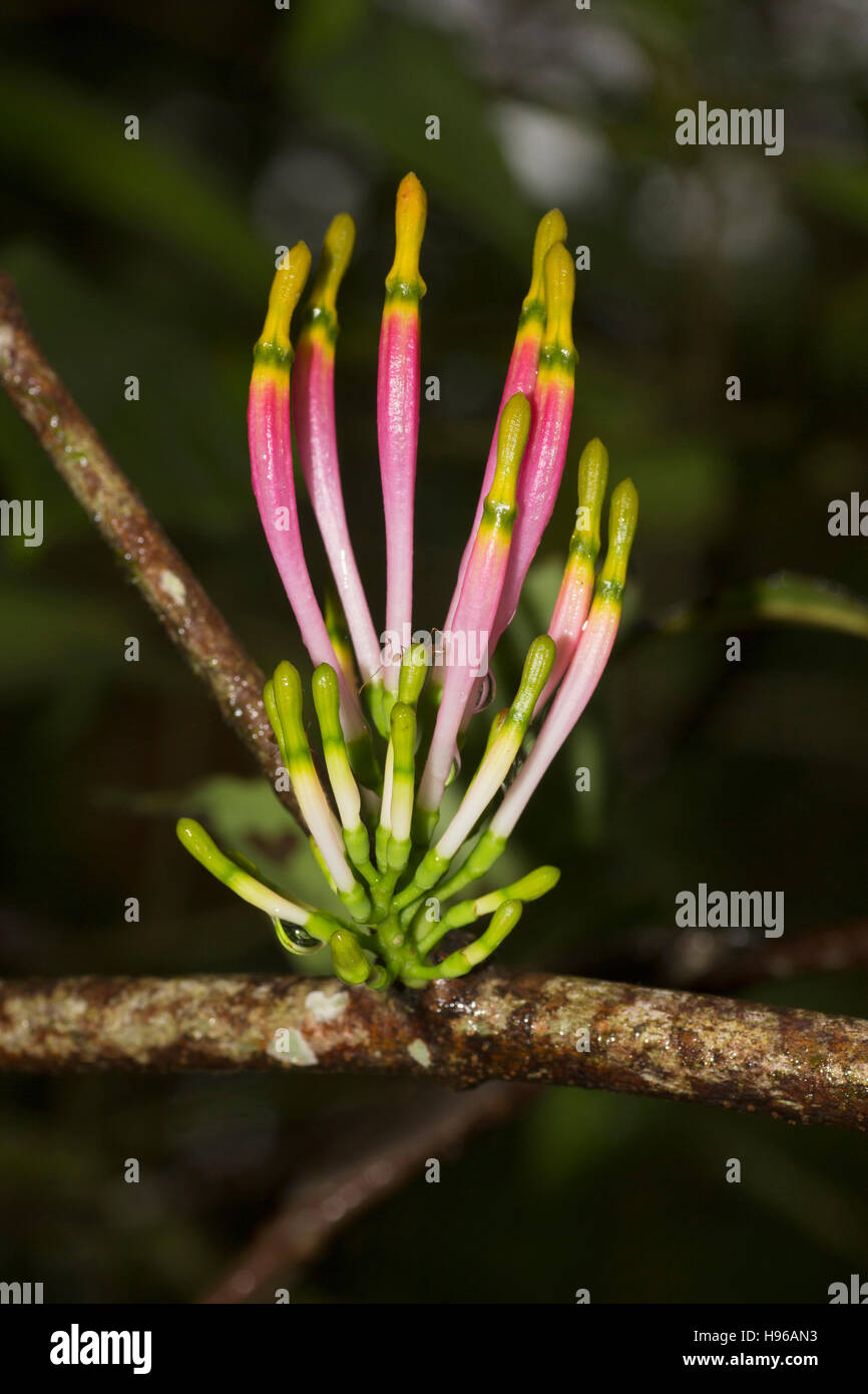 Loranthaceae hi-res stock photography and images - Alamy