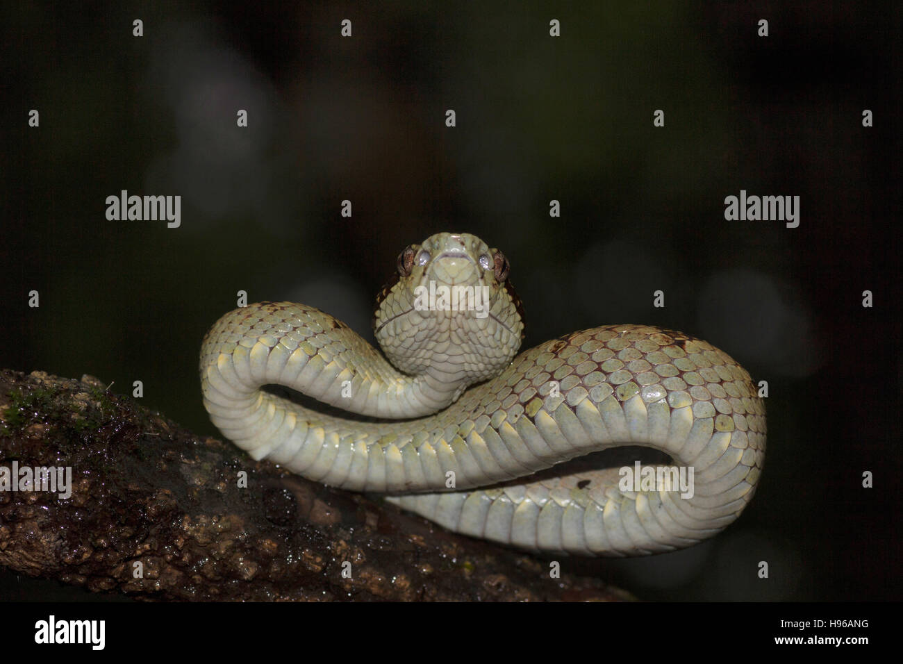 Malabar Pit Viper (Trimeresurus malabaricus)- ventral view, Chorla Ghat ...