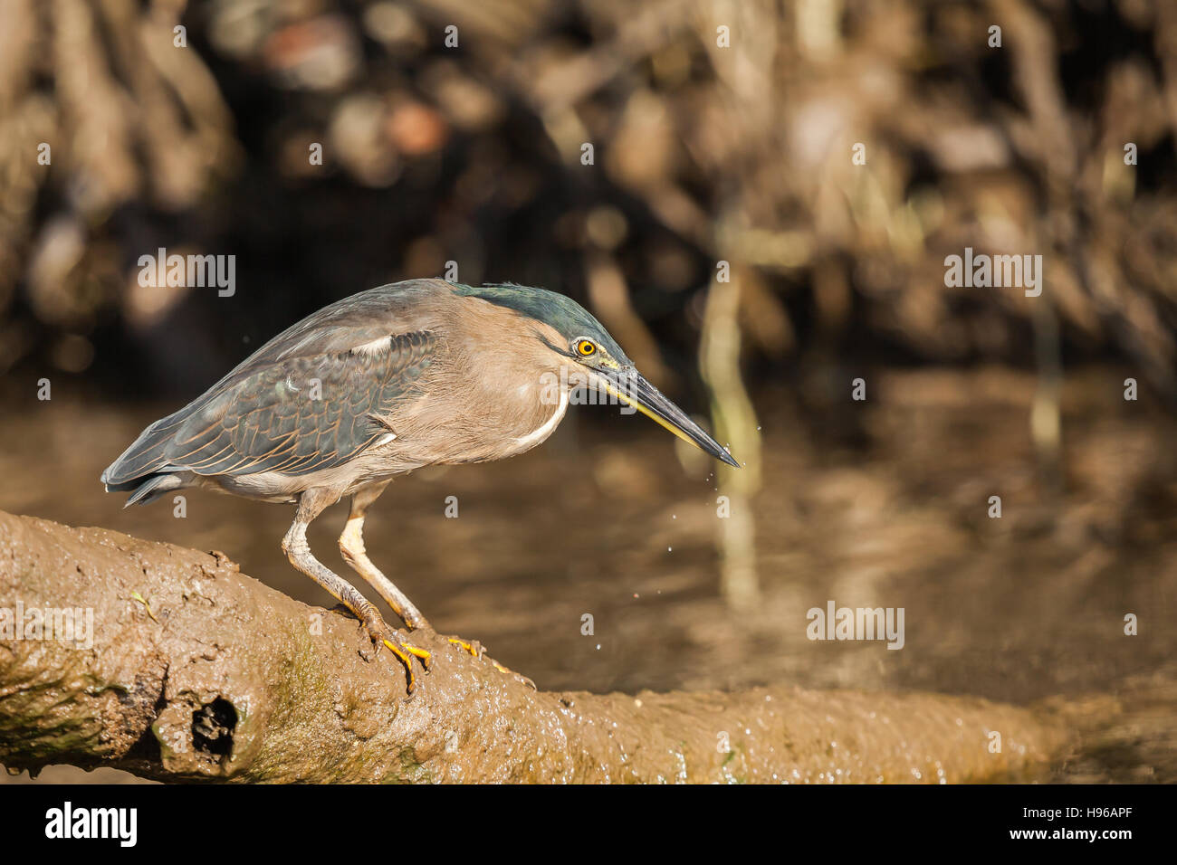 striated heron also known as mangrove heron, little heron or green ...