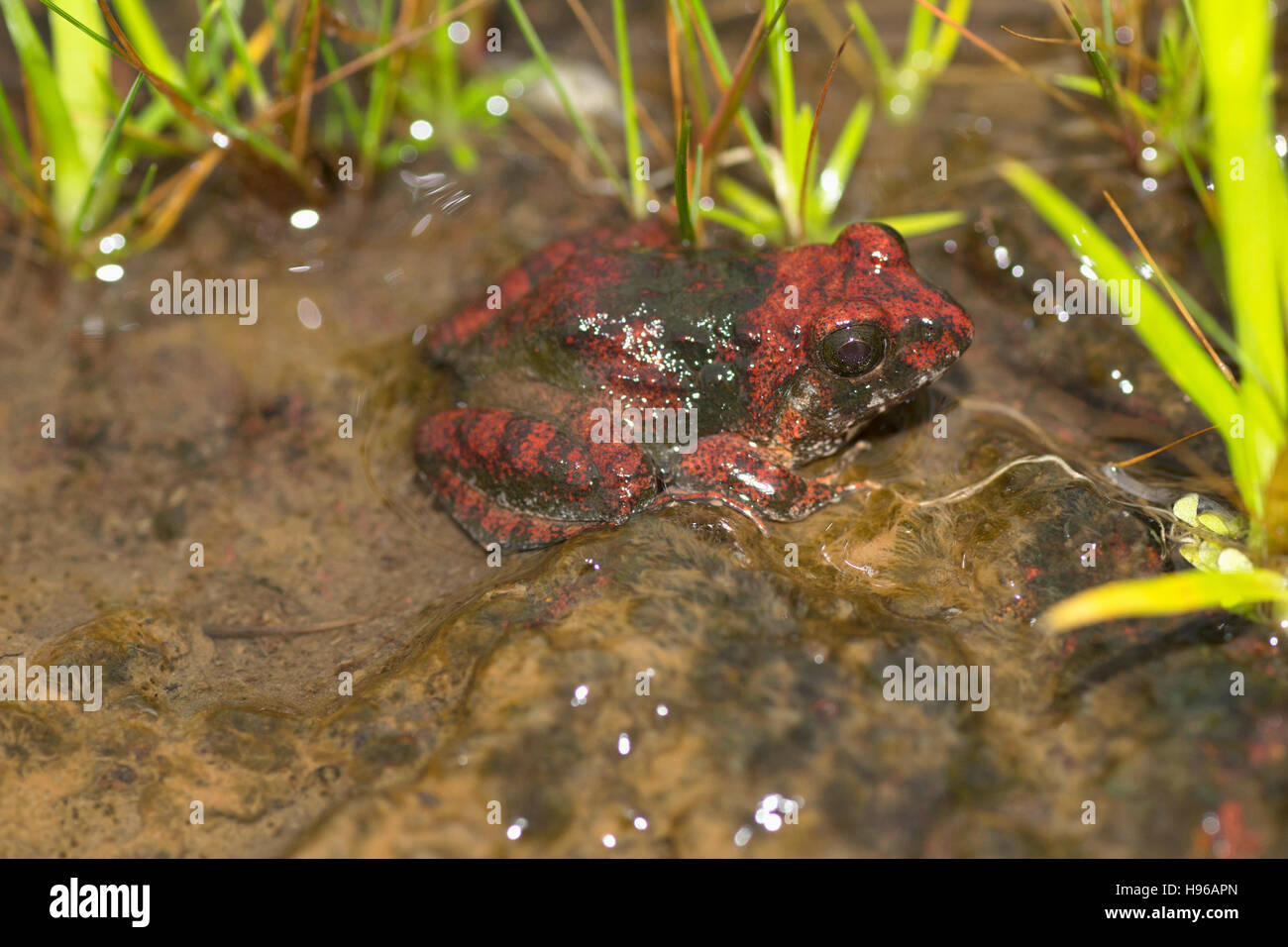 Reddish Burrowing Frog (Zakerana rufescens), Chorla Ghat, Maharashtra ...