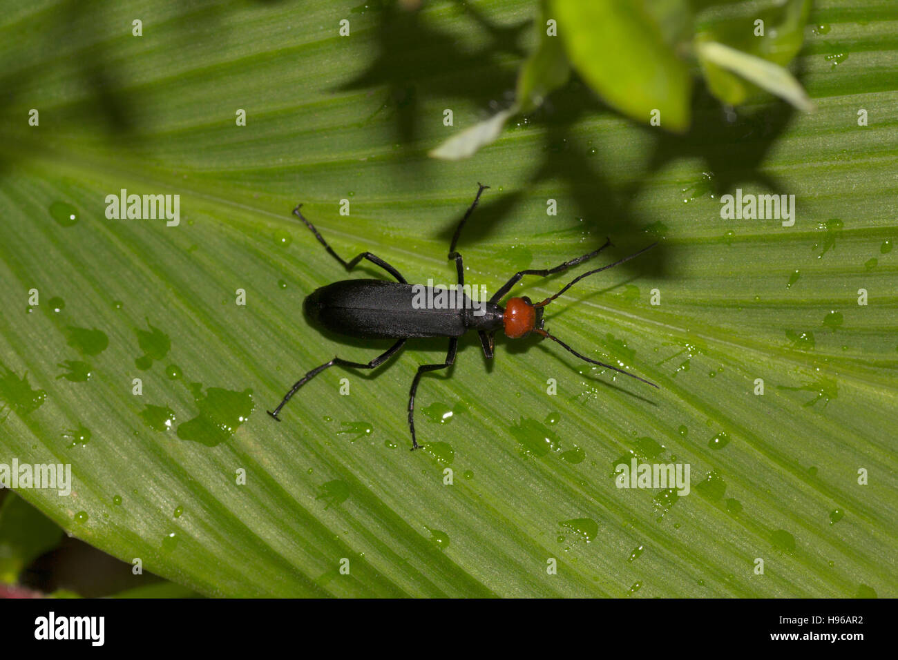 Blister beetle of india hi-res stock photography and images - Alamy