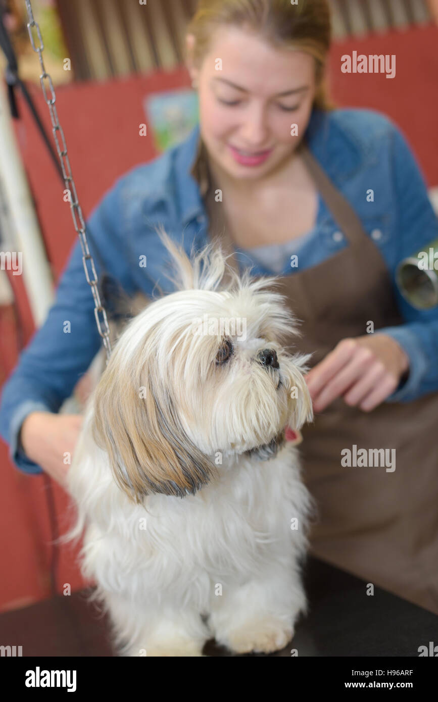 cleaning a dog Stock Photo - Alamy