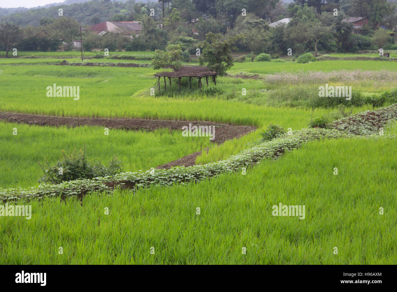Rice Field Maharashtra India High Resolution Stock Photography and ...