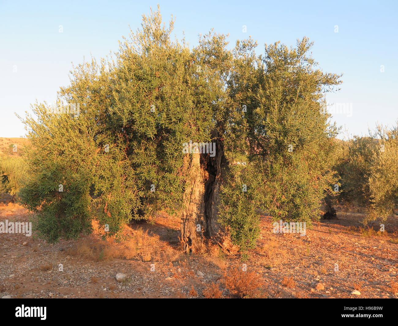 Such as hollowed out trees hi-res stock photography and images - Alamy