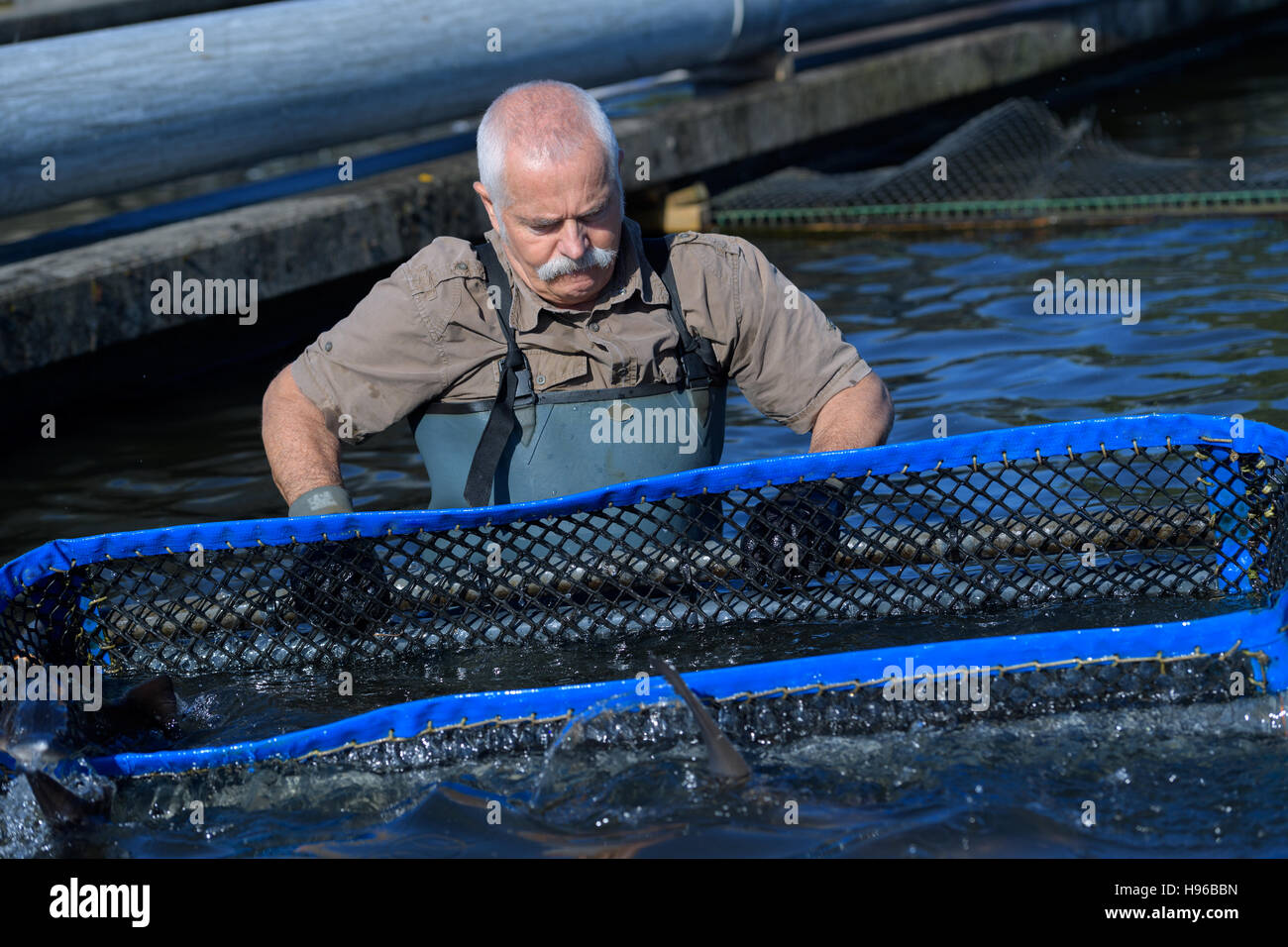 fish-farmer working with a net Stock Photo - Alamy