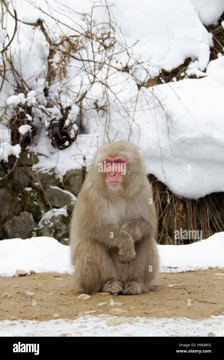 A Japanese macaque also known as the Japanese monkey sits alone in the ...