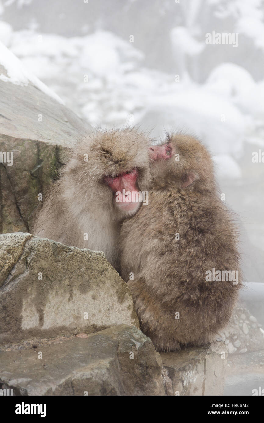 Two Japanese macaques also known as the snow monkeys hold each other ...