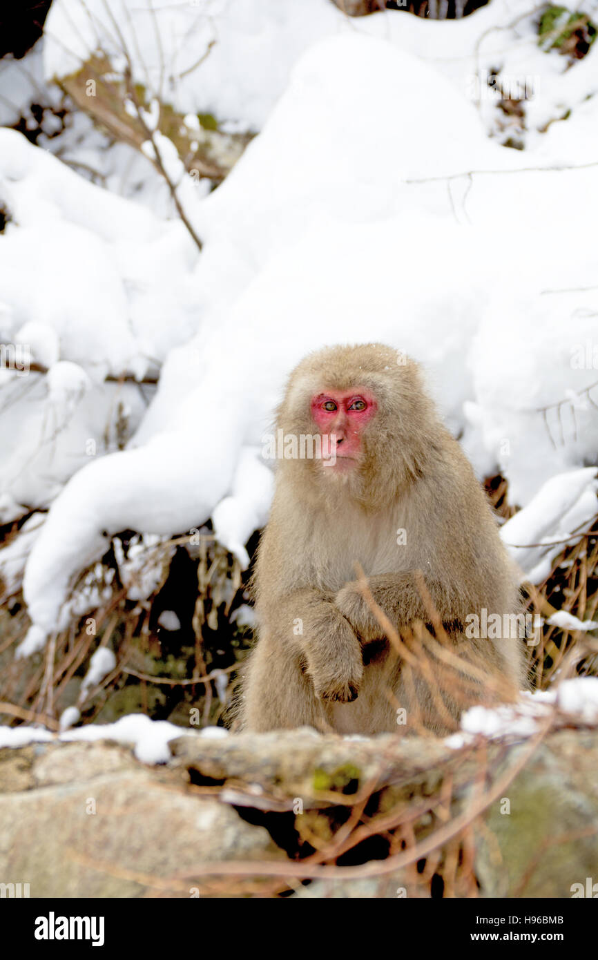 A Japanese macaque also known as the snow monkey sits alone in the ...