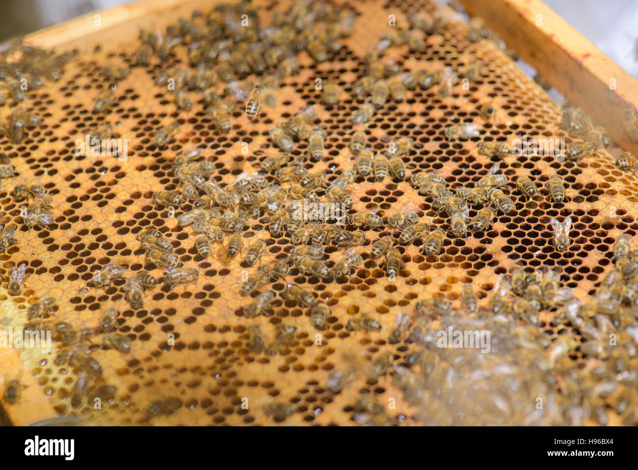 Beehive frame hi-res stock photography and images - Alamy