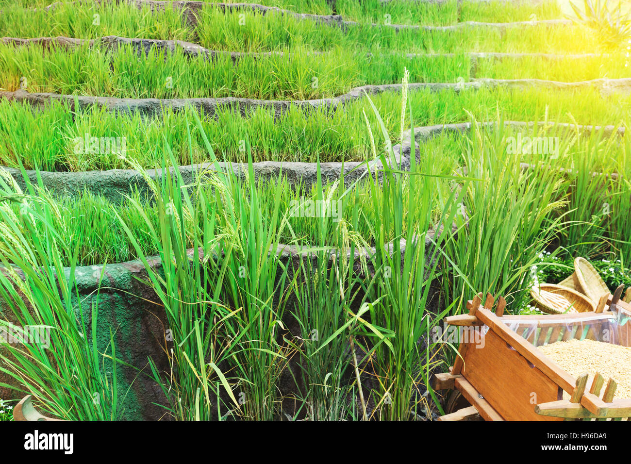green terraced rice paddy field, rice plantation Stock Photo - Alamy