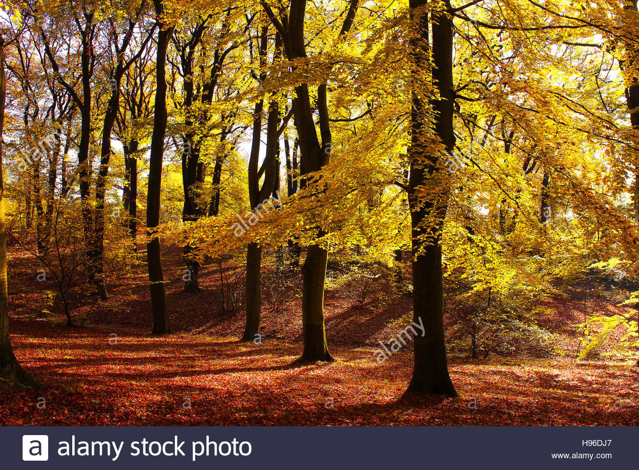 Beech Tree Forest Autumn Foliage Stock Photos & Beech Tree Forest ...