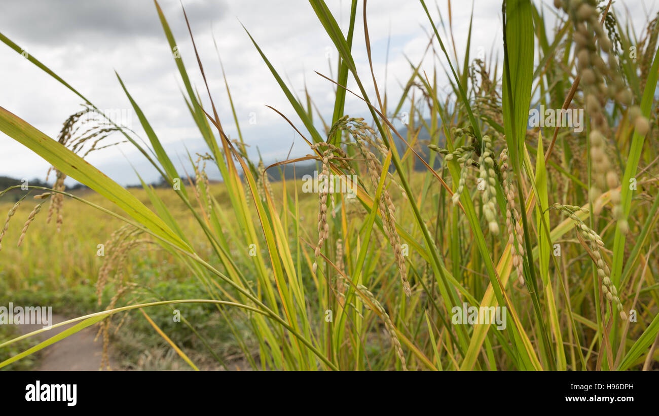 yellow terraced rice paddy field in rural thailand Stock Photo - Alamy