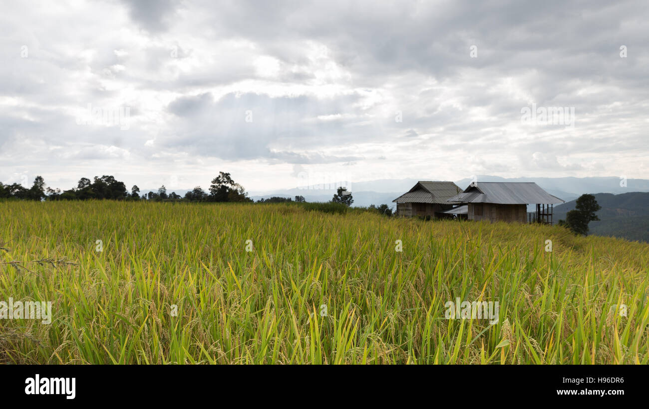 Rice field hut hi-res stock photography and images - Alamy