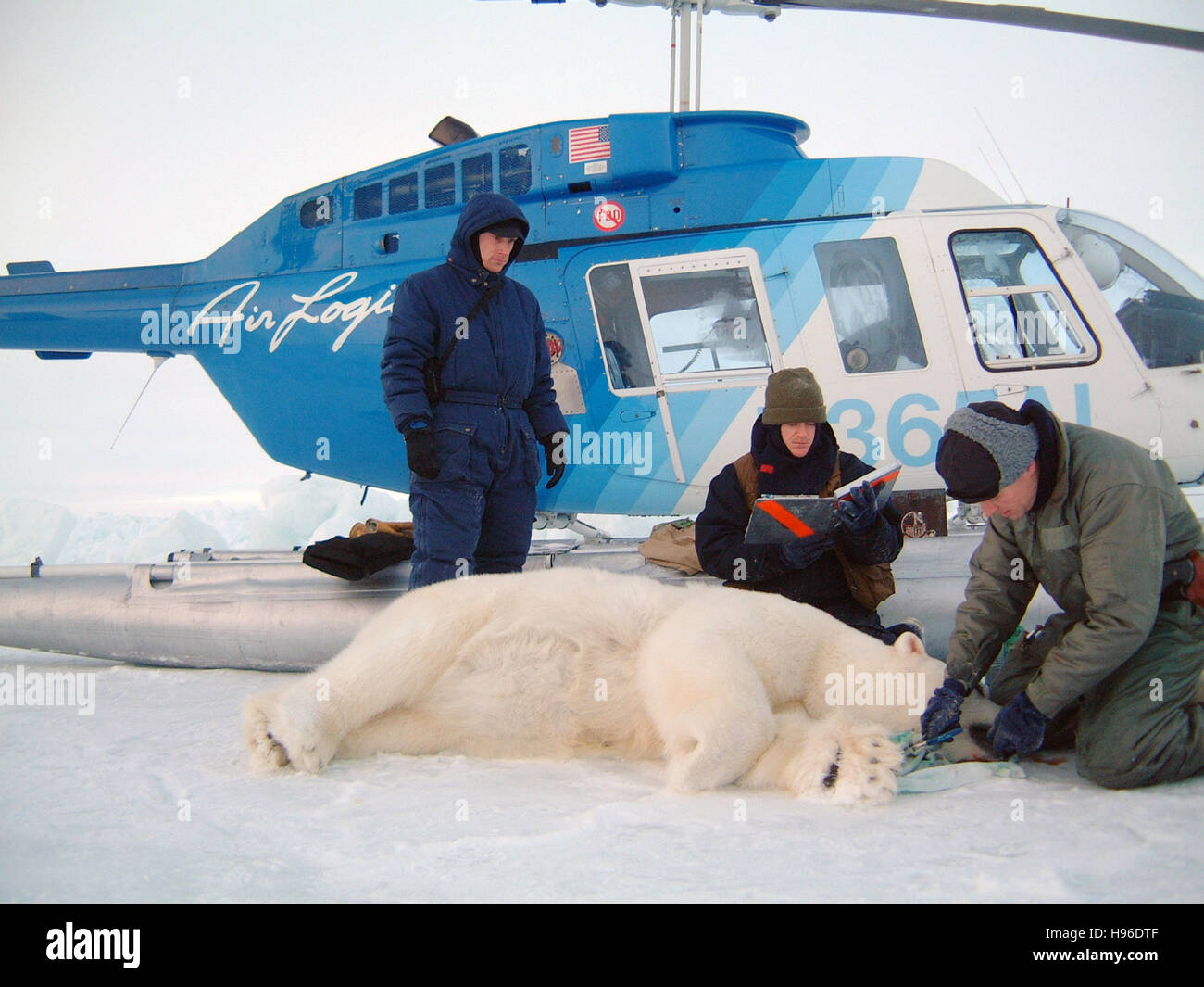 Biologists examine a polar bear captured during the Arctic Fall October ...