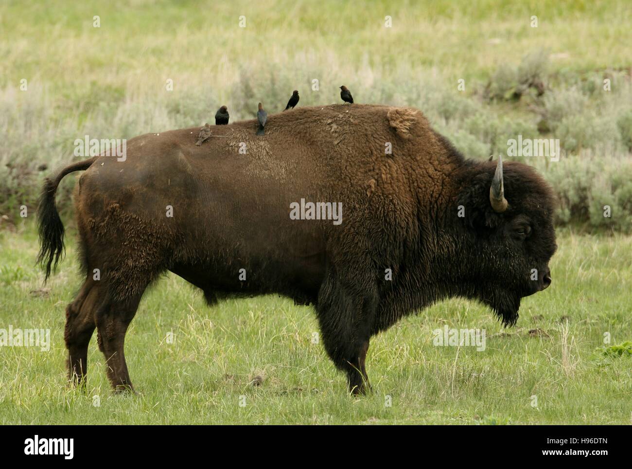 Cow birds gather on the back of a male American bull bison grazing in a ...