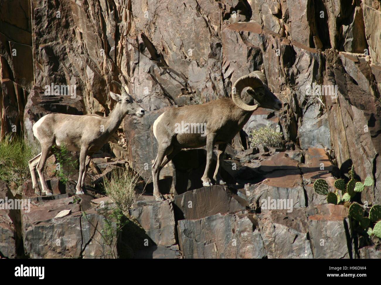 A pair of desert bighorn sheep climb the cliffs along the inner gorge ...