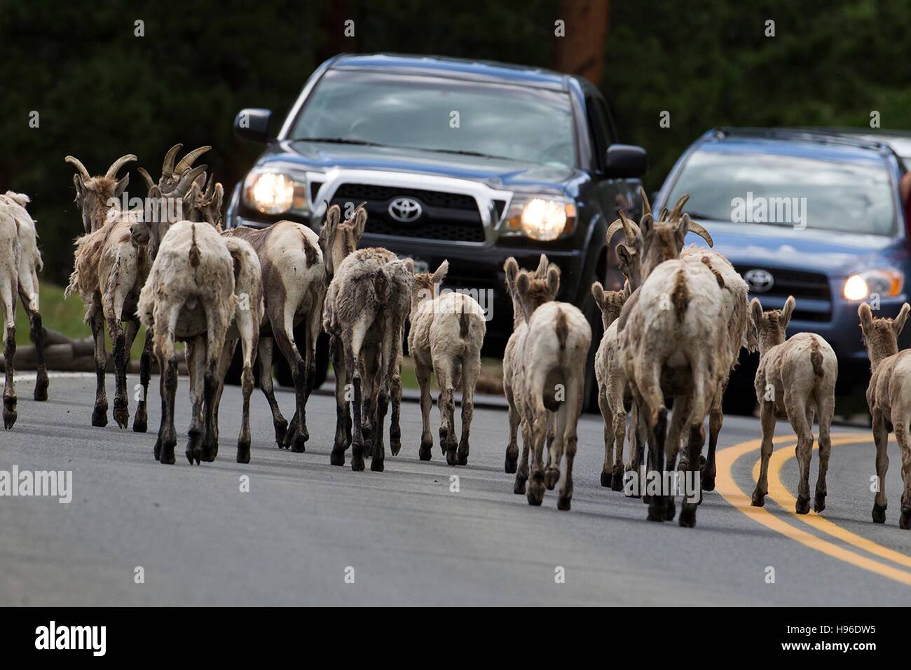 Cars wait for a herd of bighorn sheep to cross the road at the Rocky ...