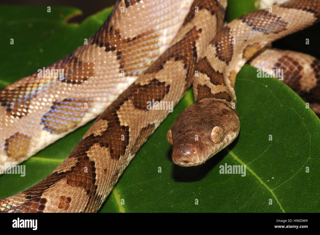A brown striped Mona boa snake curls around a plant leaf February 3 ...