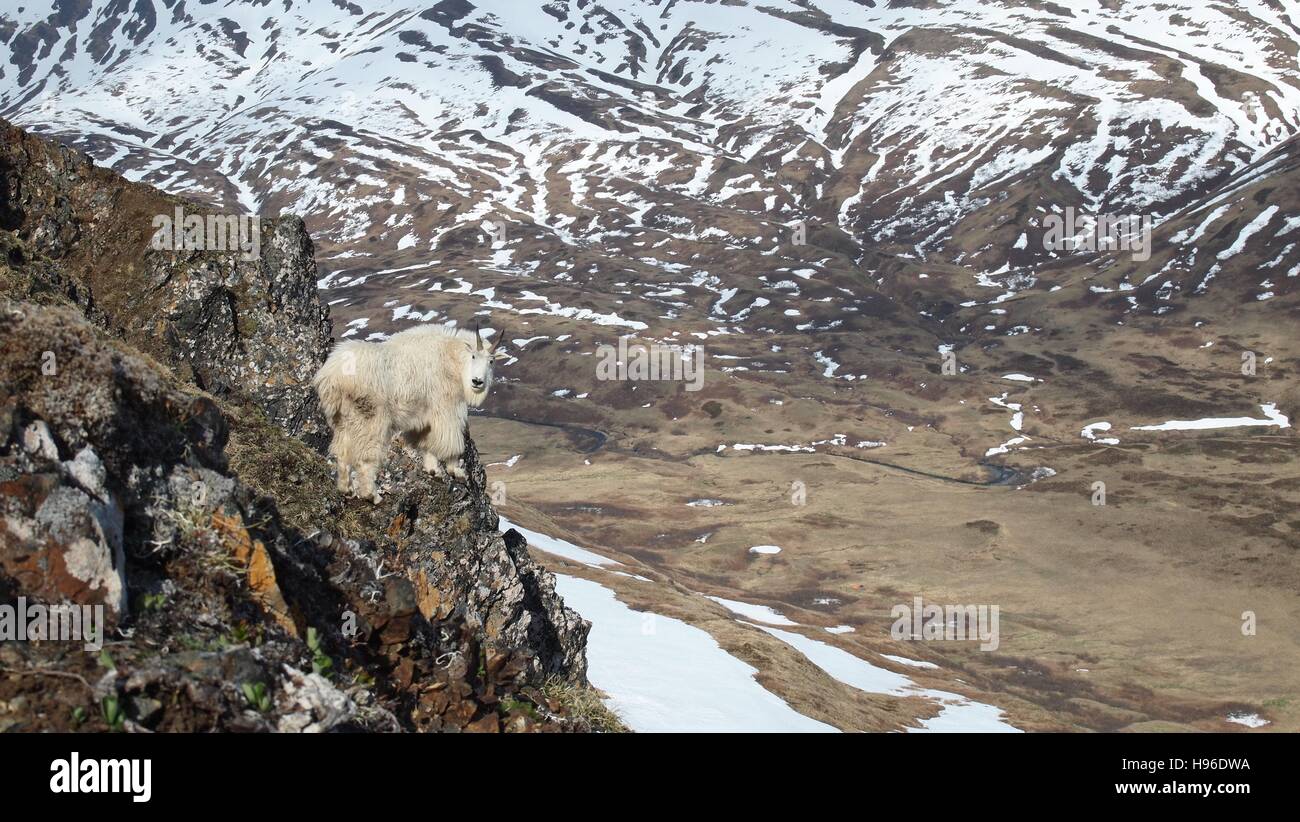 A mountain goat stands on a rocky perch high above the Hepburn ...