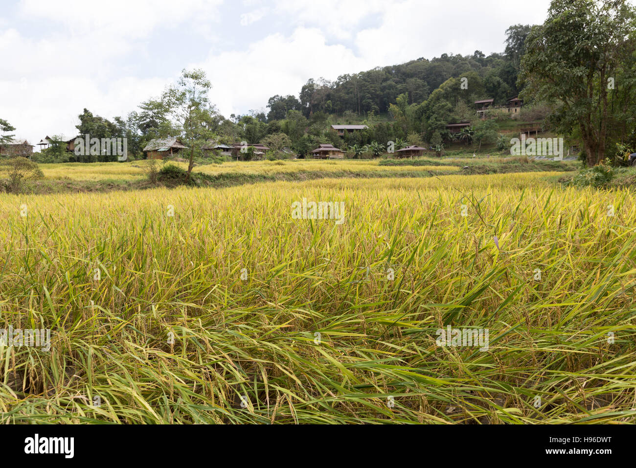 Thailand Rice Field In Hutch