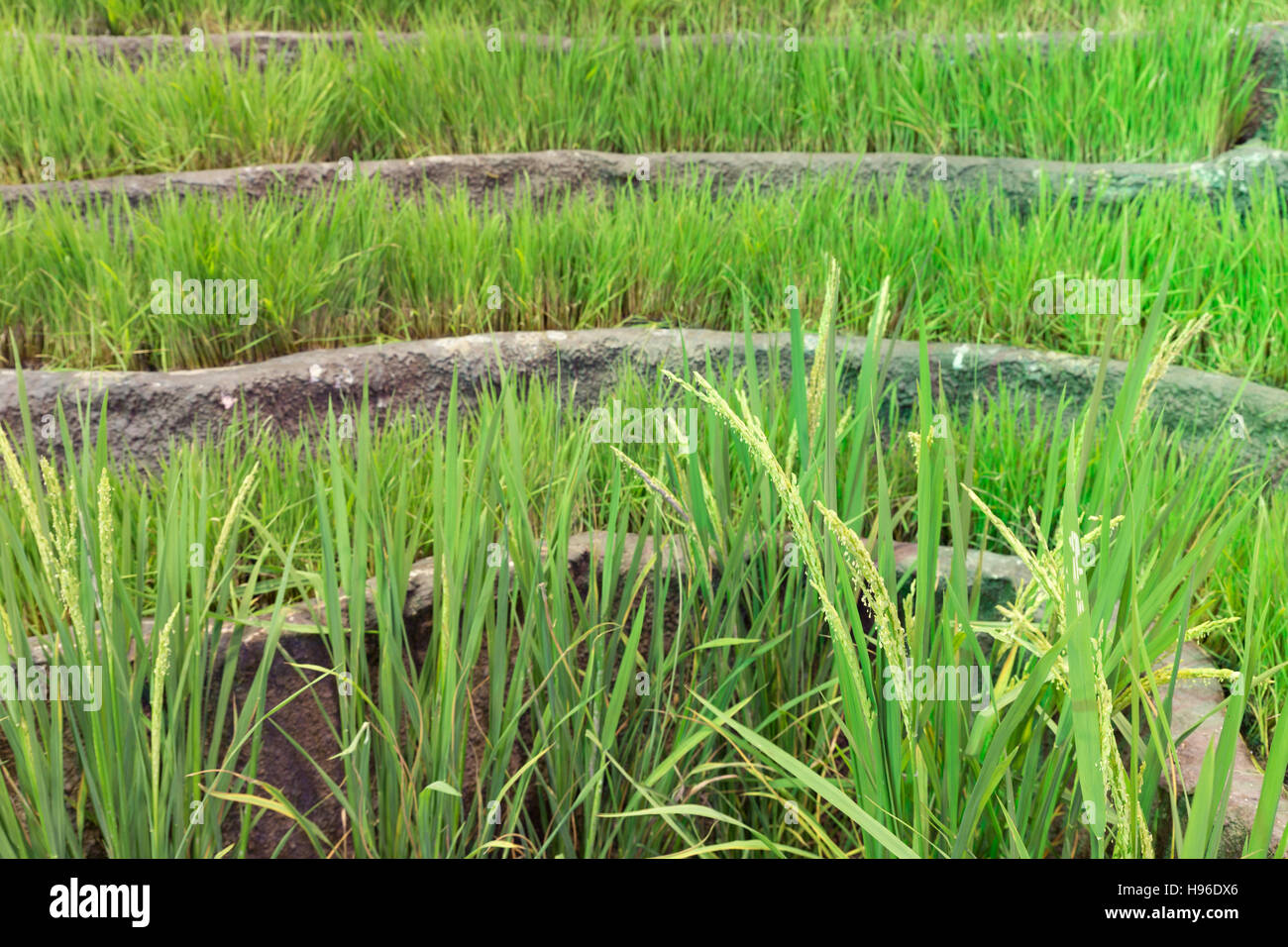 green terraced rice paddy field, rice plantation Stock Photo - Alamy