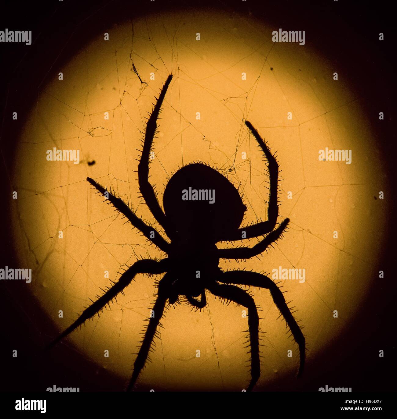 Harvest Spider High Resolution Stock Photography and Images - Alamy