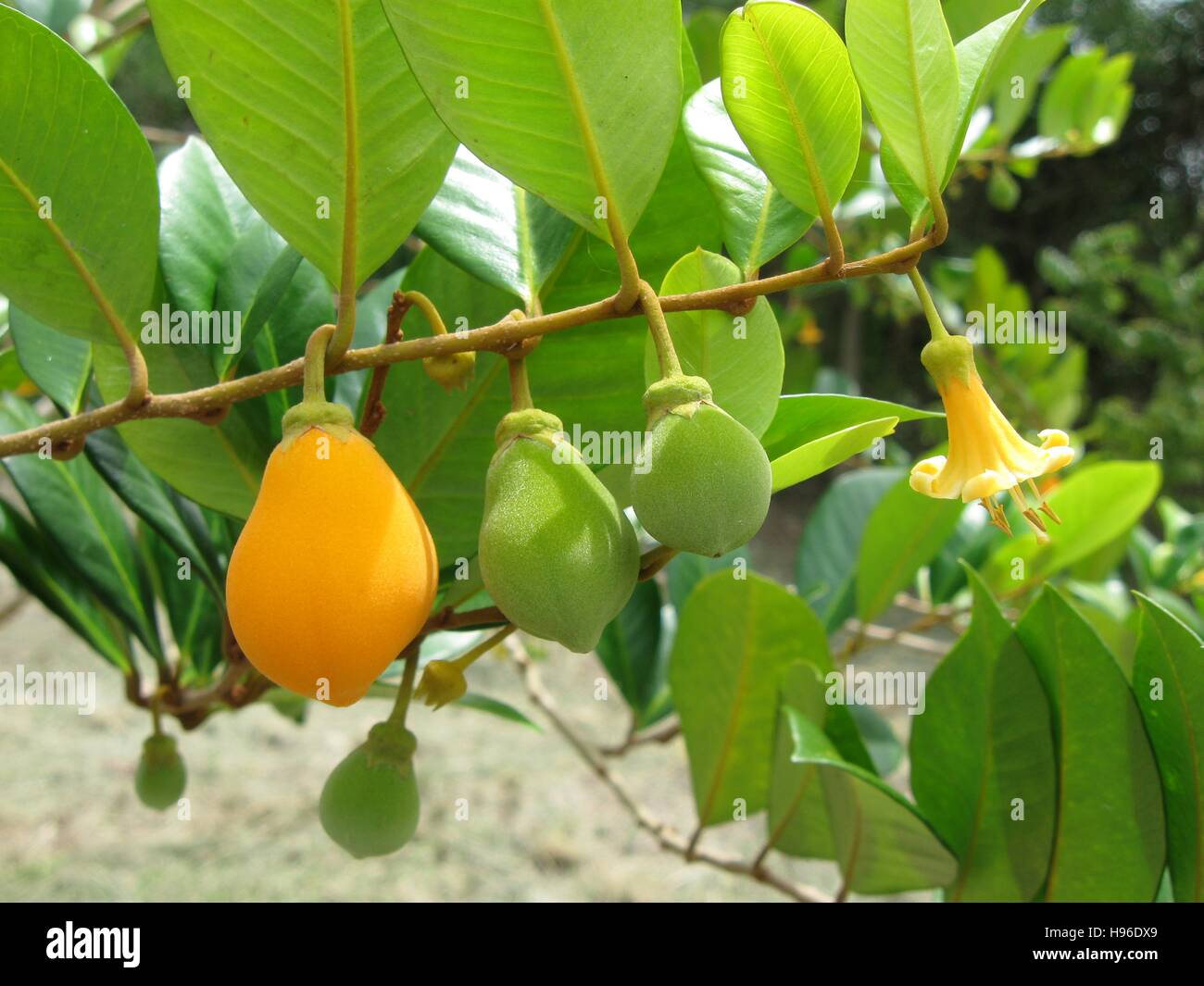 Mata buey hi-res stock photography and images - Alamy