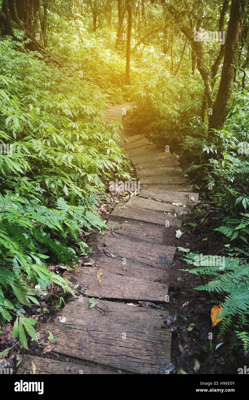 Forest Trekking Wallpaper