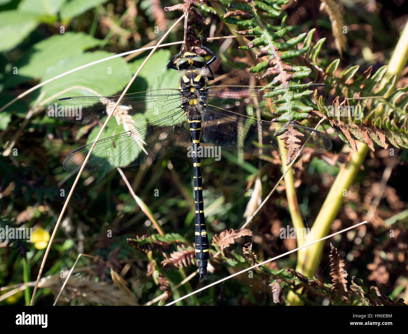 Golden-ringed dragonfly (cordulegaster boltonii Stock Photo - Alamy