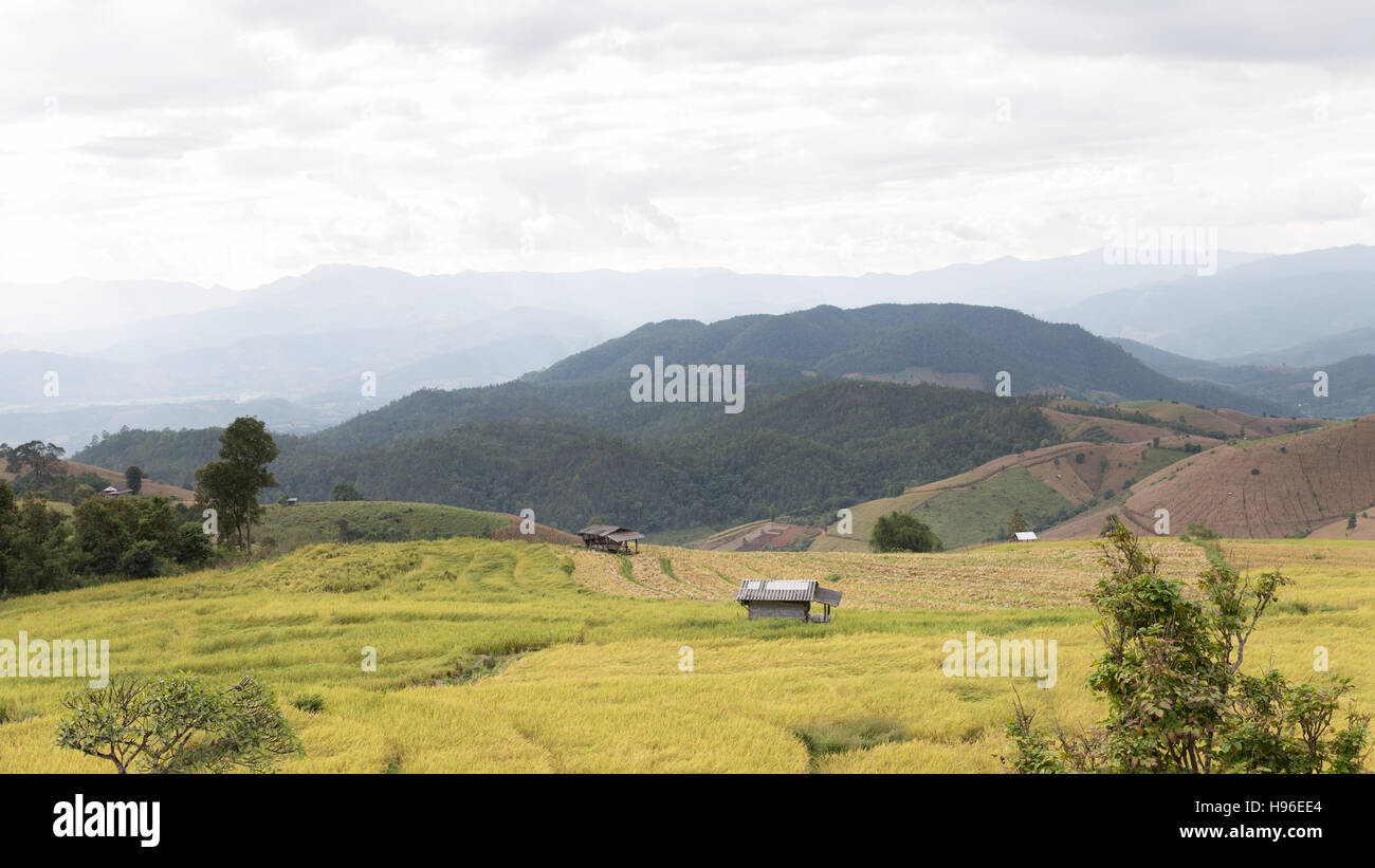 Traditional paddy hi-res stock photography and images - Alamy